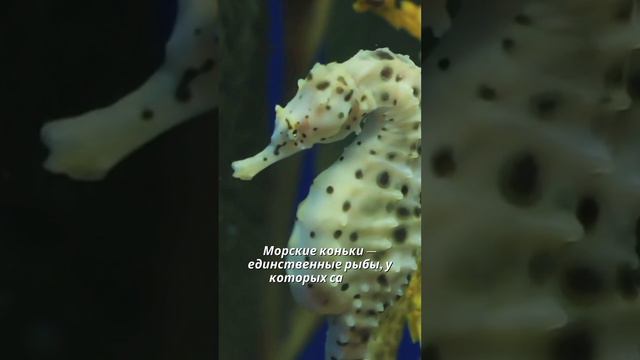 Морской конек