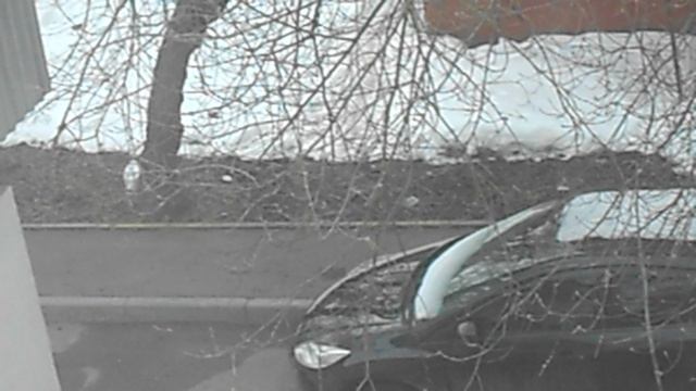 Голуби пасутся на проталинах DSCN5140