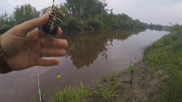 Караси-кабаны на малой реке на пенопласт.