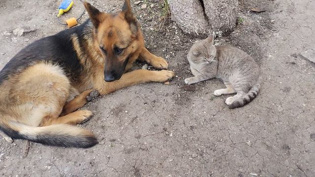 Наши Шурик и Дарс