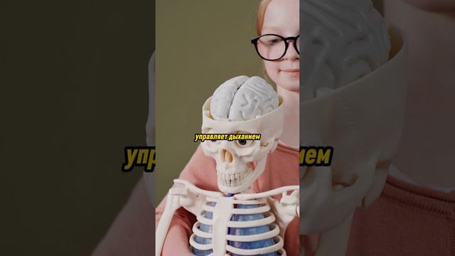 Работает ли мозг во сне?🤔🧠 #факты #интересно #интересное #facts #человек