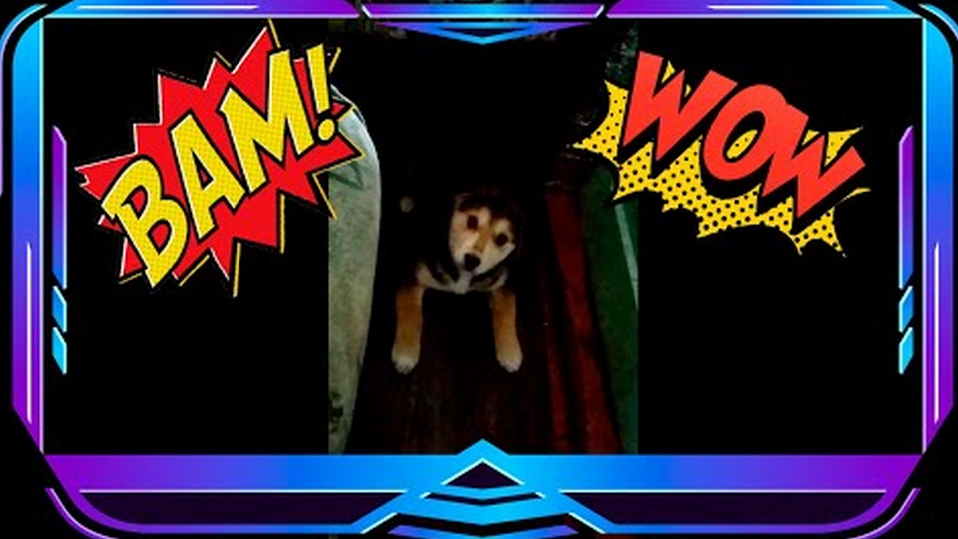 Реакция пса на мячик.mp4