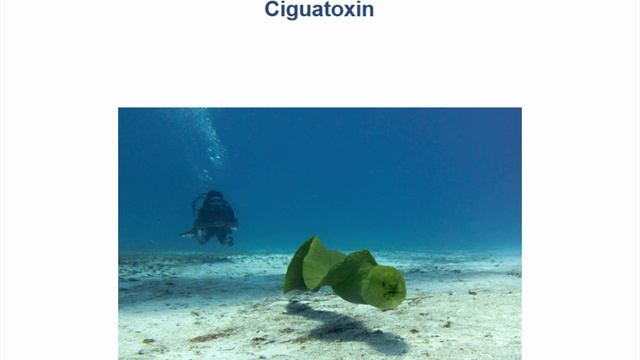 USMLE RX - 11.Фармакология - 1.Препараты Автономной НС - 11.Проглоченные Токсины Морепродуктов