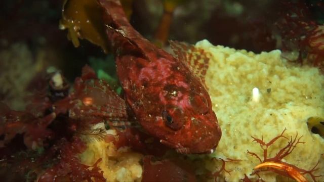 SCUBAclass. Полуостров Немецкий (Мурманск) 2021