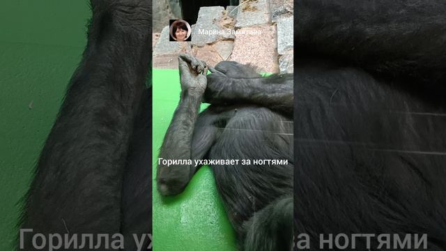 Горилла ухаживает за ногтями.