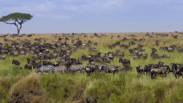 Красота дикой природы.