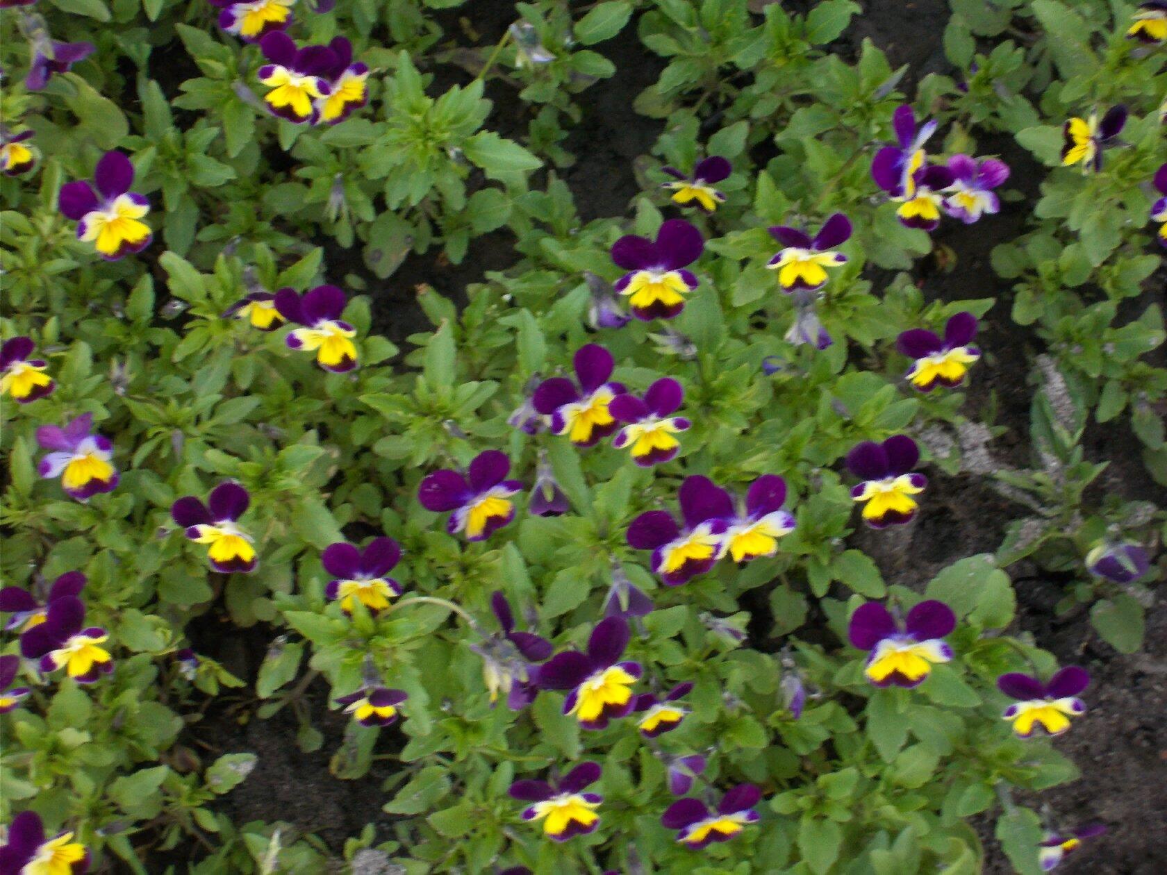 DSCN5333.AVI ФИАЛКА ВИОЛЛА АНЮТИНЫ ГЛАЗКИ НЕ ГИБРИДНАЯ