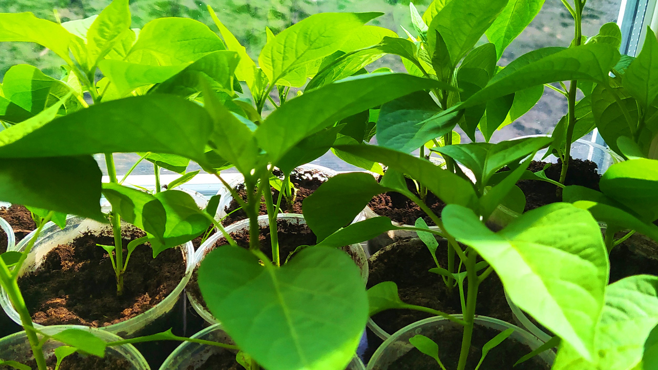 РАССАДА томатов, перца будет ЗЕЛЁНОЙ,КРЕПКОЙ! Мои хитрости!