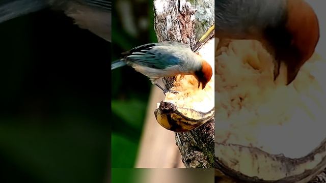 Краснозатылочная танагра  Stilpnia vitriolina