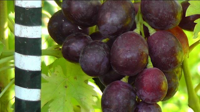 Селекционные новинки Фаддеенкова