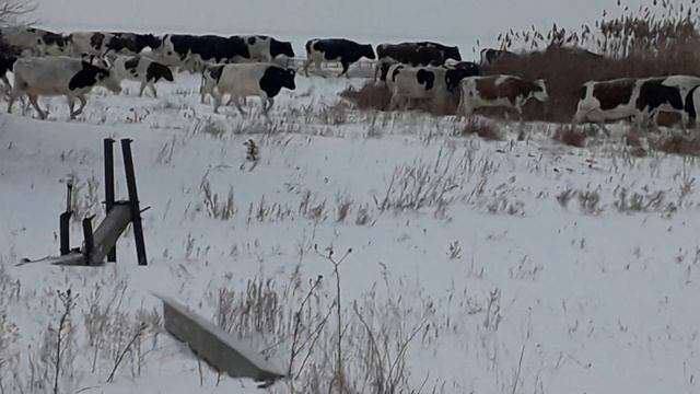 Вот такое сельское хозяйство не понятно от чего это все зависит