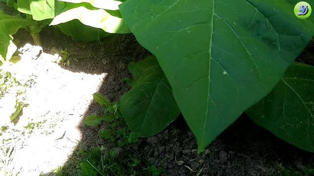 Обзор сортов “Берли В-21” (Burley В-21) и другие.