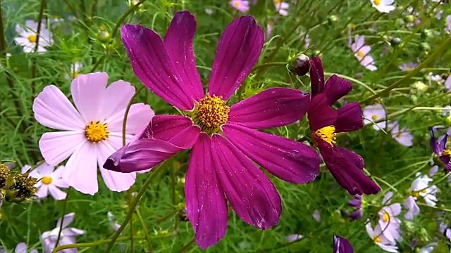 Космея в Сибири/Cosmea in Siberia