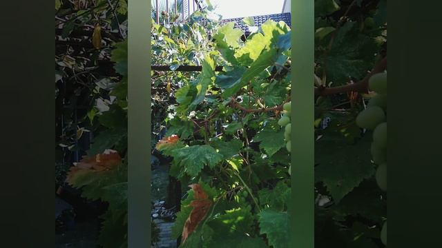 Виноград во дворе🍇 Геленджик ☀️