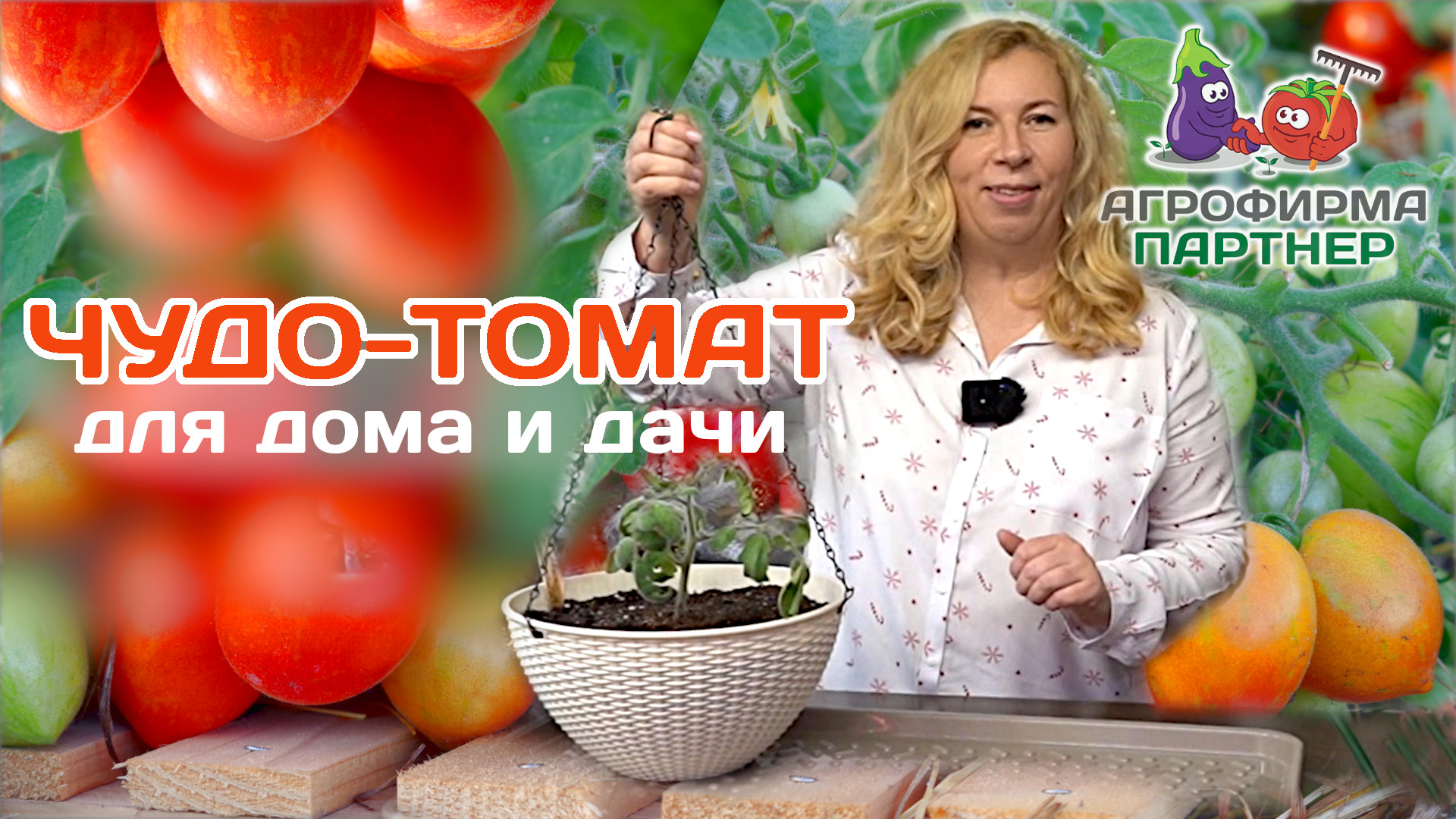 ДВА В ОДНОМ: КРАСОТА И УРОЖАЙНОСТЬ – ТОМАТ МАЛЕНЬКОЕ ЧУДО!