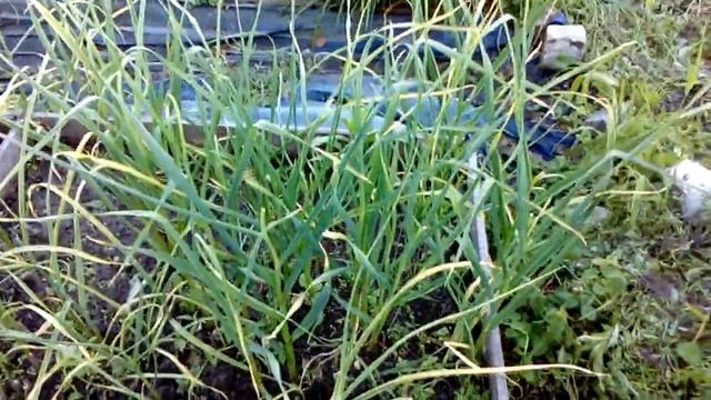 Аленино. Огород. конец июня 2020