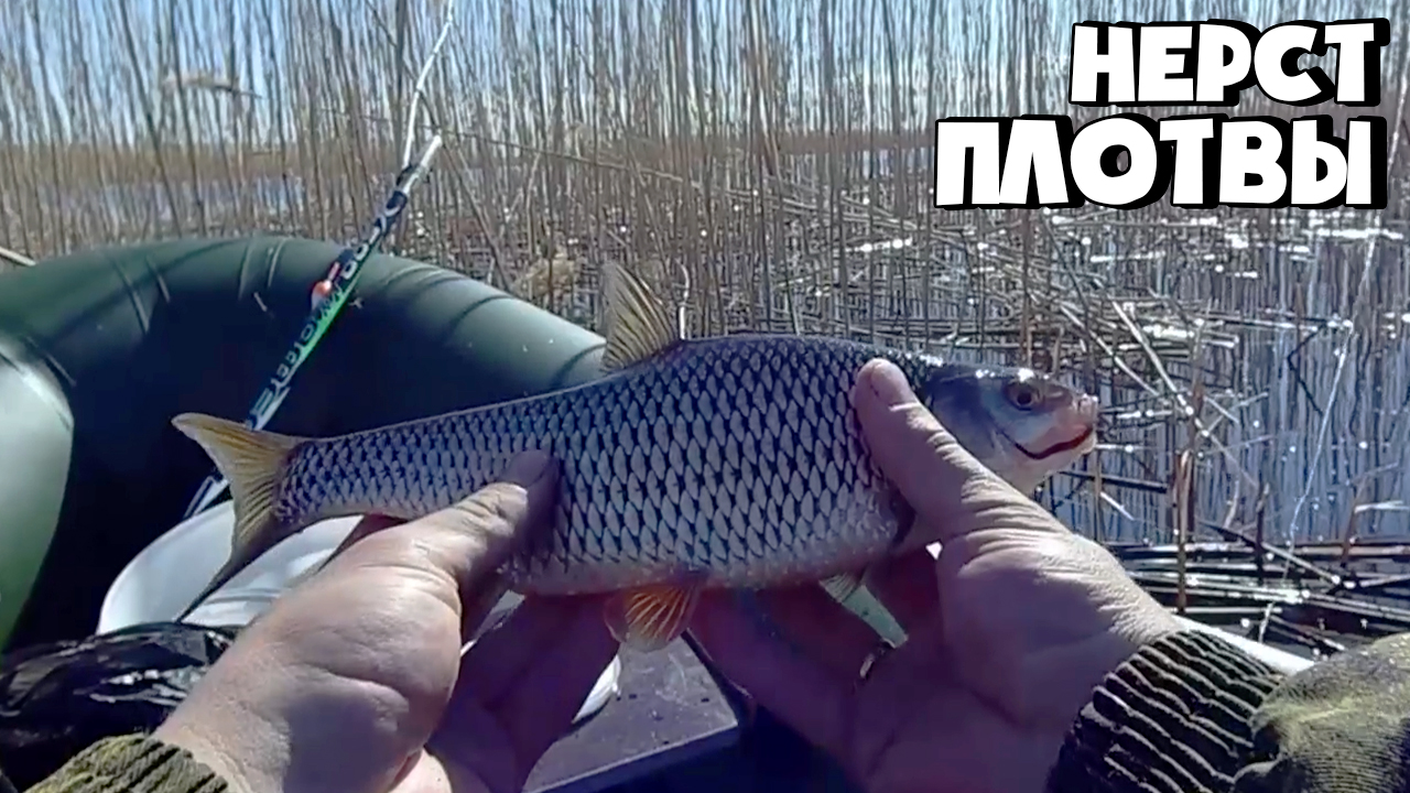 НЕРЕСТ ПЛОТВЫ НА ТЕПЛОМ ОЗЕРЕ (ЧУДСКОМ)! ЛОВЛЯ ПЛОТВЫ В КАМЫШЕ