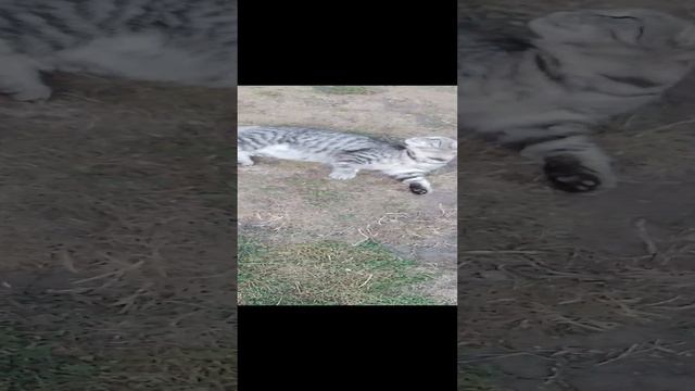 милота!!! телеграмм по ссылке в описании!