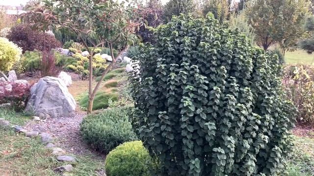 Прогулка в японском саду. Октябрь 2023.