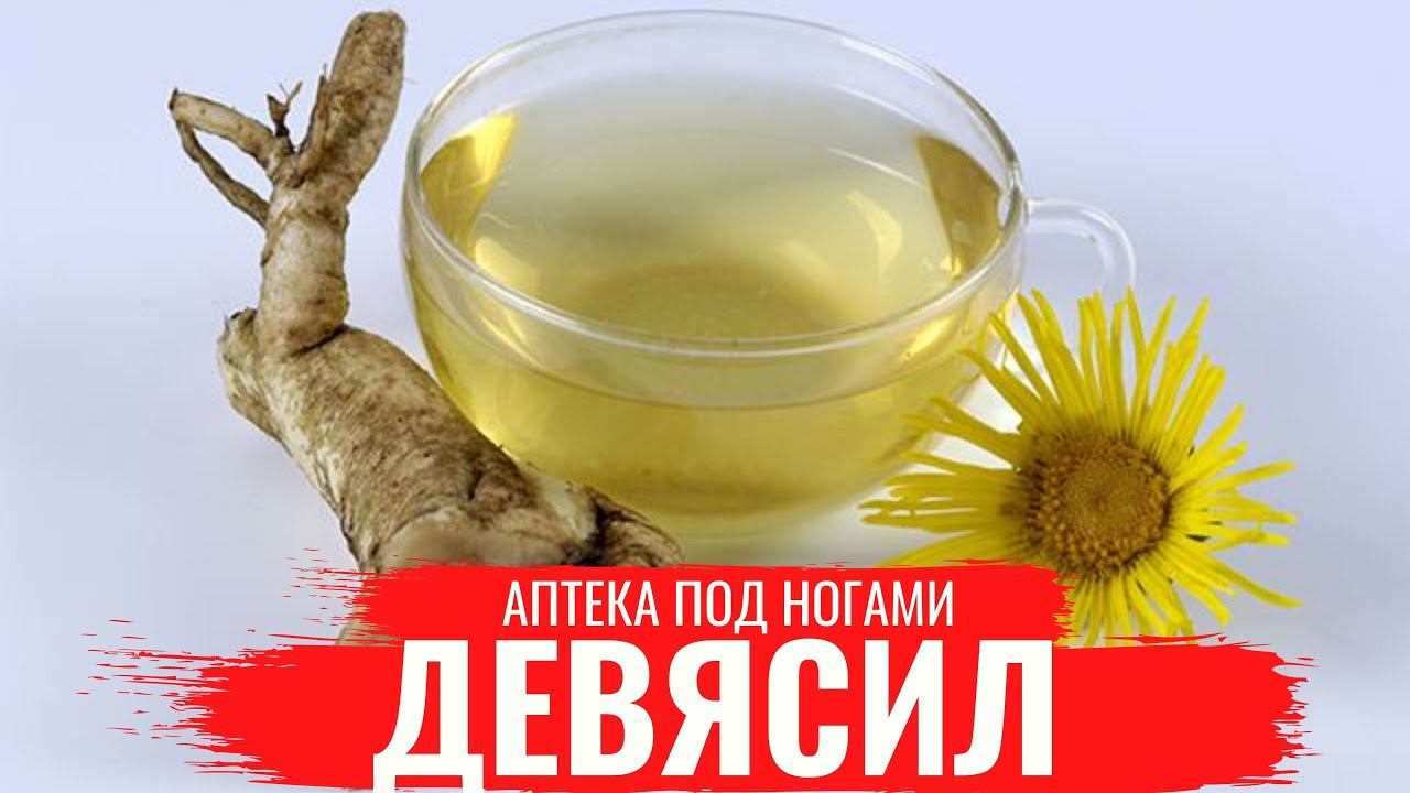 ДЕВЯСИЛ (Садовый подсолнух) / О правилах сбора, нюансах заготовки  /Аптека под ногами