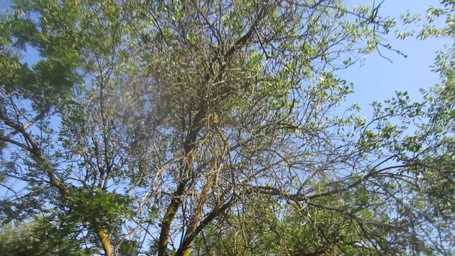 Орджоникидзе, цикады и кот)