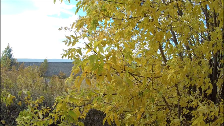 МЕТАЛЛОКОП.  ЗАРИСОВКА ОСЕННЕГО КОПА.