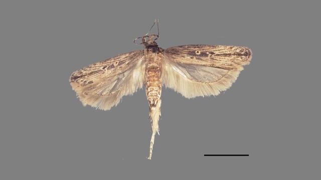 Гватемальская картофельная моль (Tecia solanivora (Povolny)).mp4