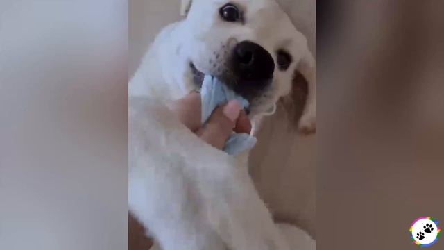 Забавные питомцы #70