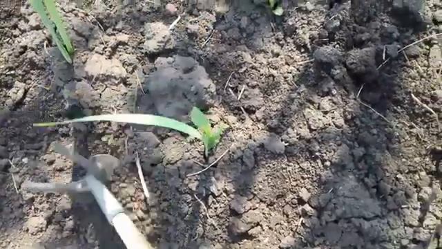 Гладиолусы, сажаем и ухаживаем.