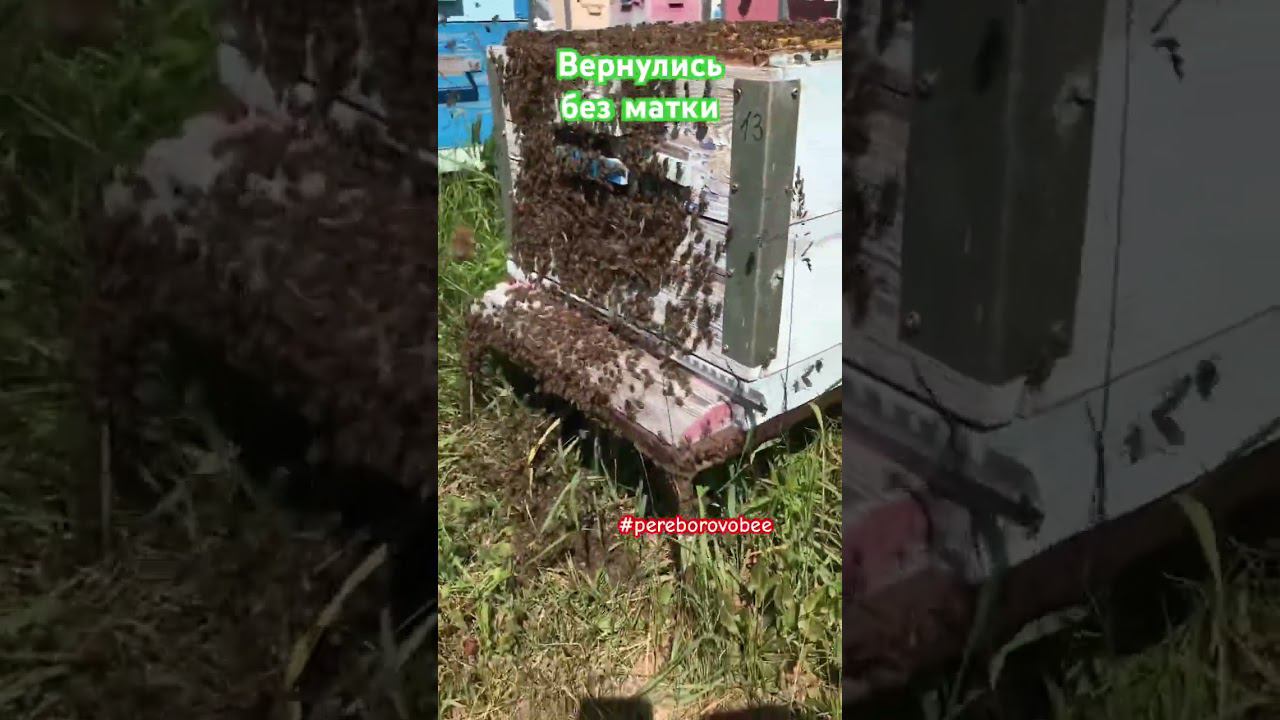 Вернулись обратно! ПАСЕКА! #пчеловодство #pereborovobee #пасека #bee