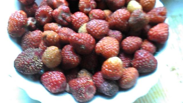 DSCN5510.AVIЗЕМЛЯНИКА УСАТАЯ ИЮНЬ 2022