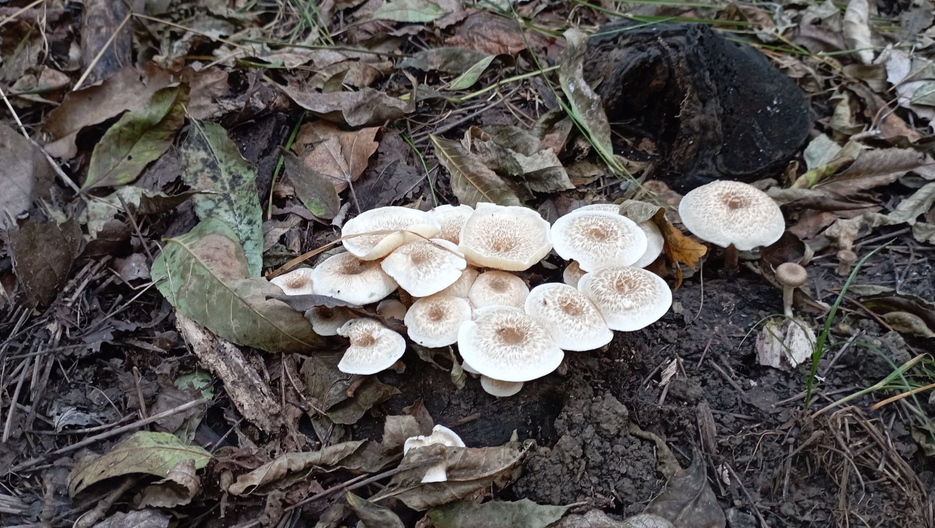 ПИЛОЛИСТНИК ТИГРОВЫЙ. Грибная азбука.