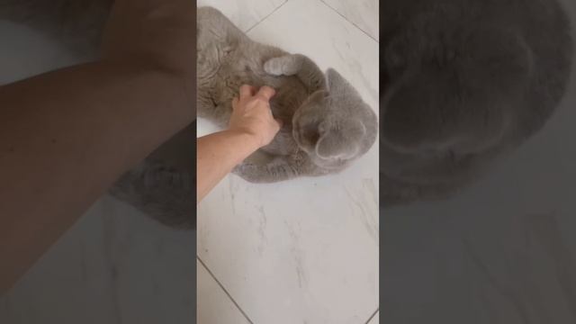 Британский котенок Декстор за работой