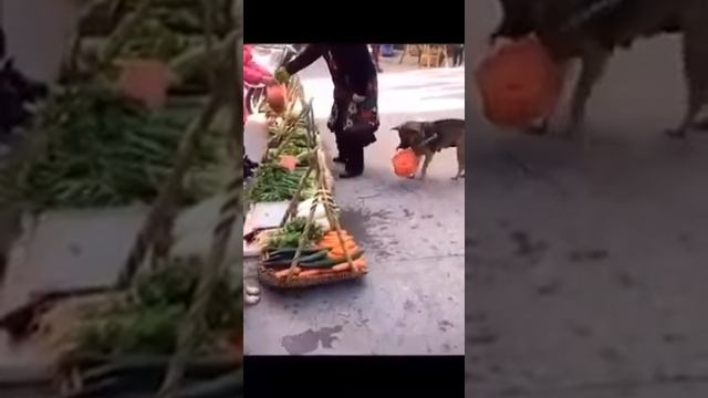 ?хочу такую собаку, дал денег, сам лежишь на диване?