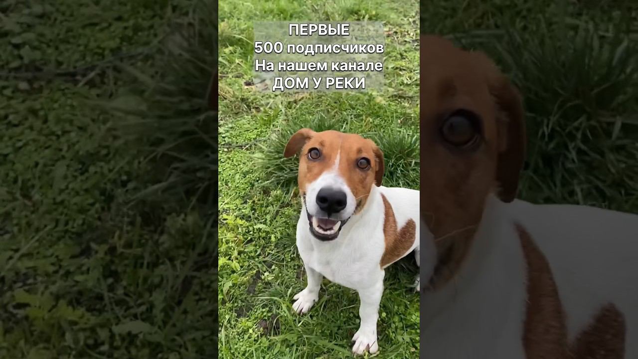 Спасибо, что вы с нами #домуреки #жизньвдеревне #домвдеревне