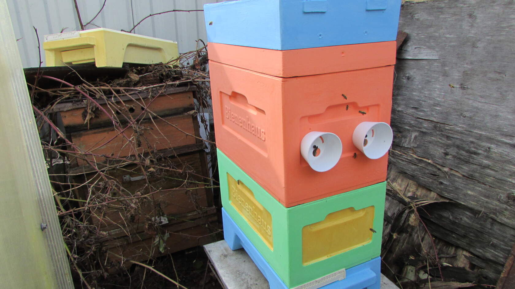 весенняя ревизия и весенняя обработка от клеща Варроа в 6 рамочном улье