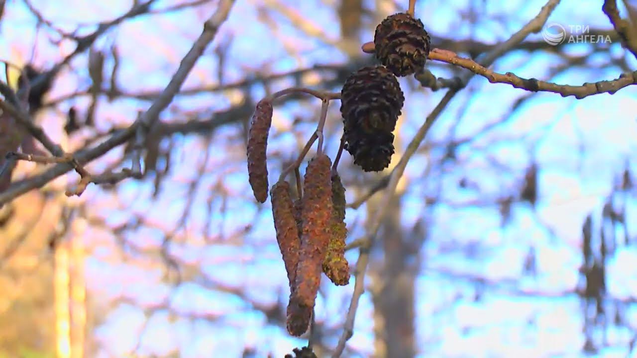 Весенний ролик | Библия и природа