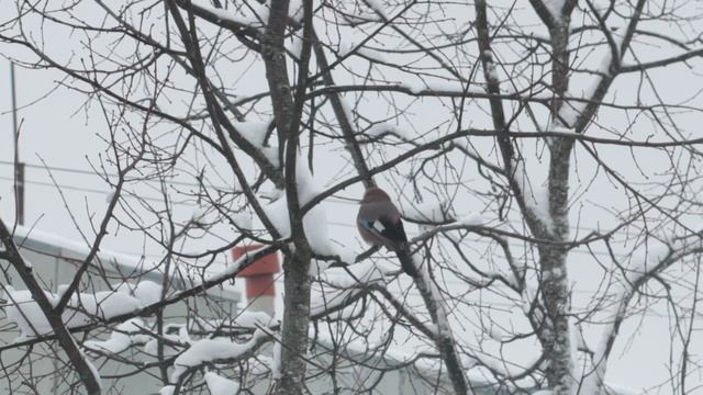 Н. »детали за скобками » » » »»»»» Привет крылатые котики сойки, снова прилетают за орешками.
