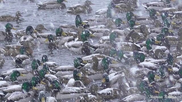 Утки в метель