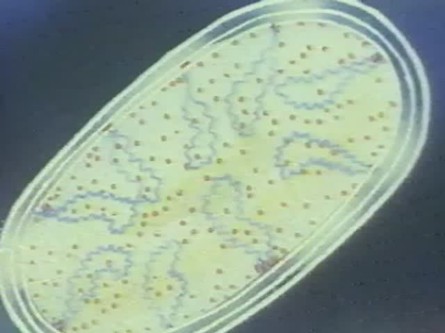 Биология. Учебные фильмы по биологии. Жизнь клетки