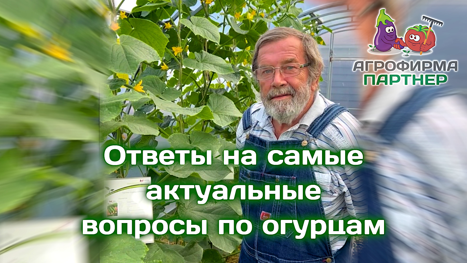 Ответы на самые актуальные вопросы по огурцам