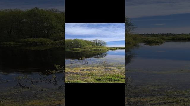 Река Березина (деревня Лещины) 15.05.2024 #shorts