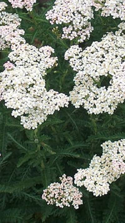 Тысячелистник, сентябрь -  время Сбор Целительных Трав