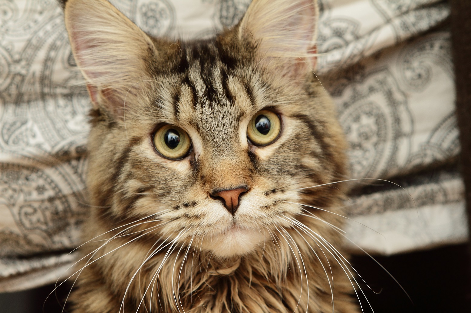 Сакри против Лонгинез longines conquest quartz watch