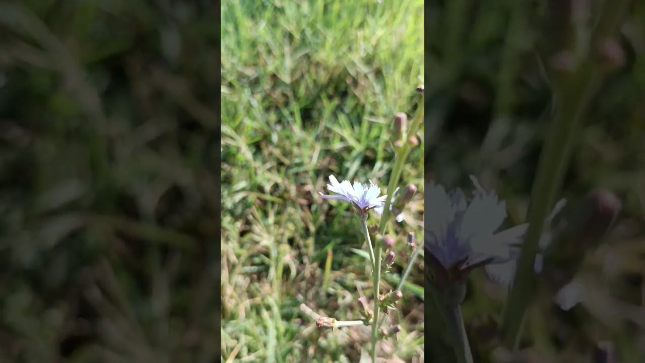 Купается в пыльце...