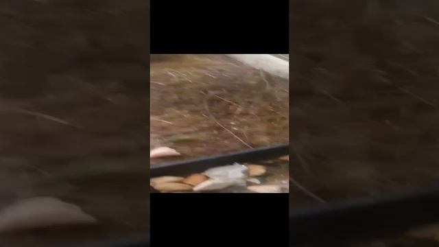 печальный осел?