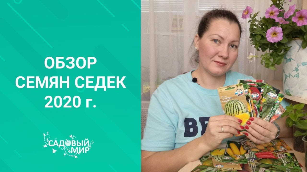 Что посадить на рассаду в сезон 2020?  Советуем то, в чем уверены!  Обзор семян от СеДек.