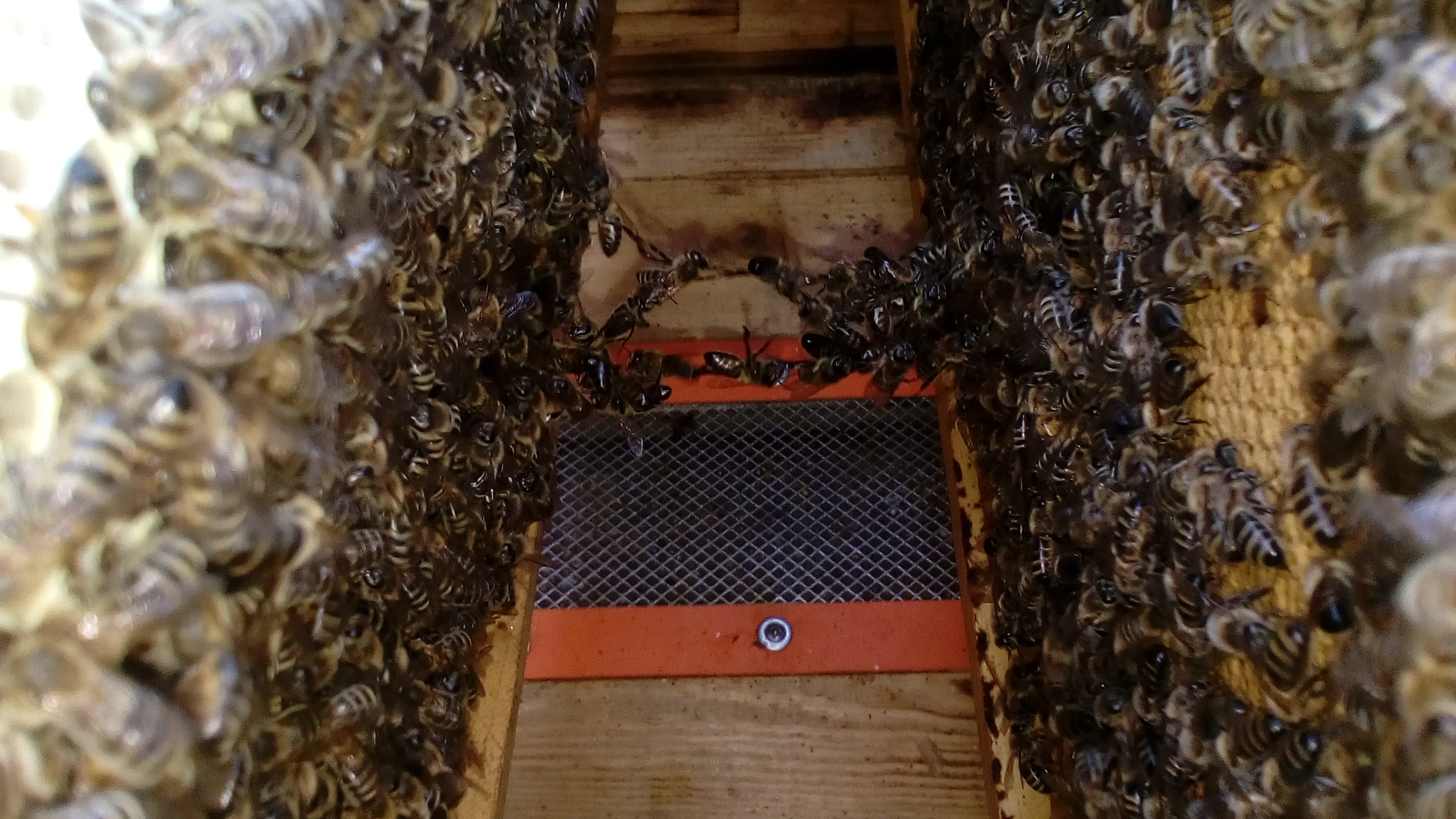 Мёдогонка сделай сам