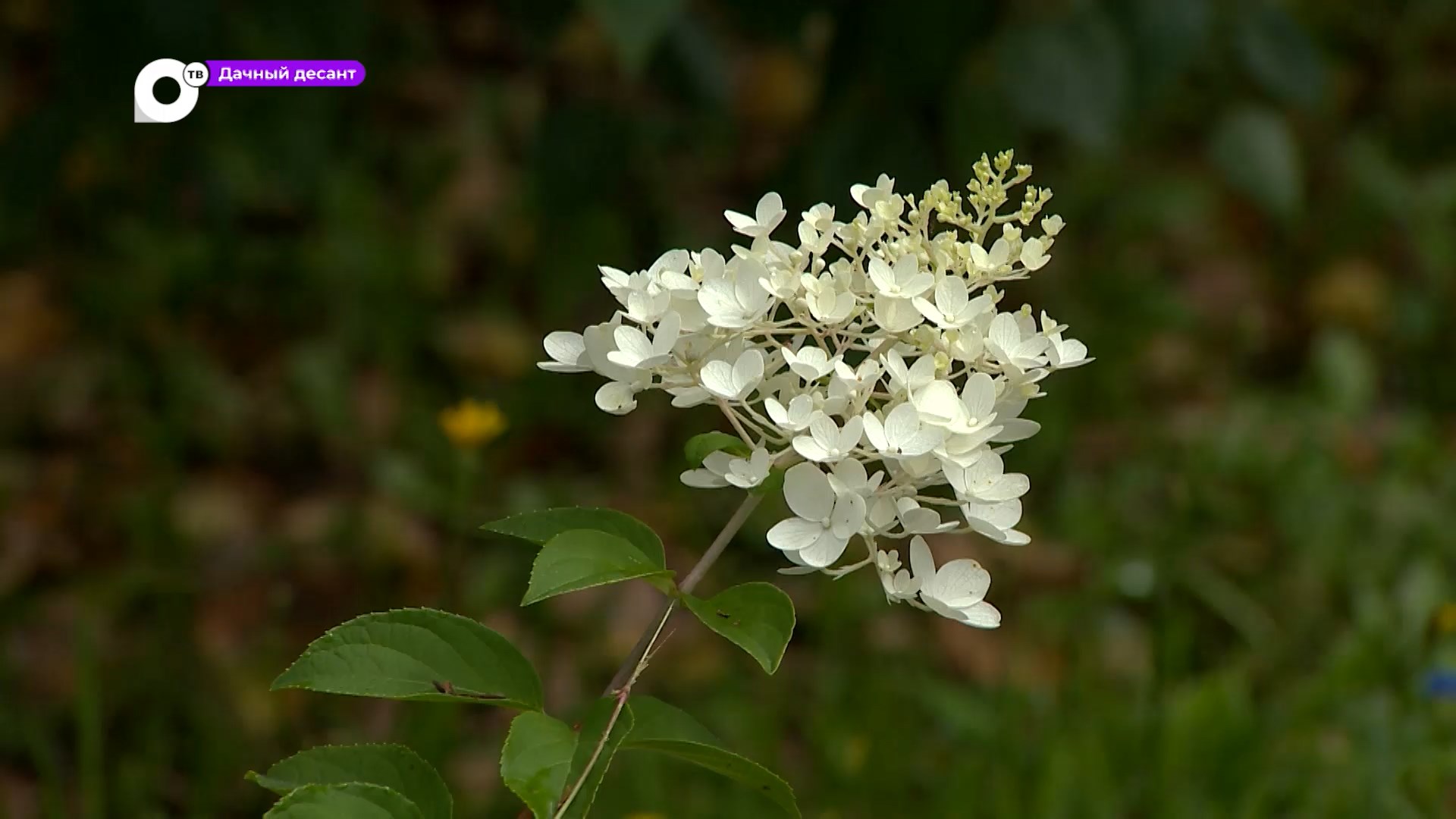 Дачный десант / Новые посадки / 19.08.23
