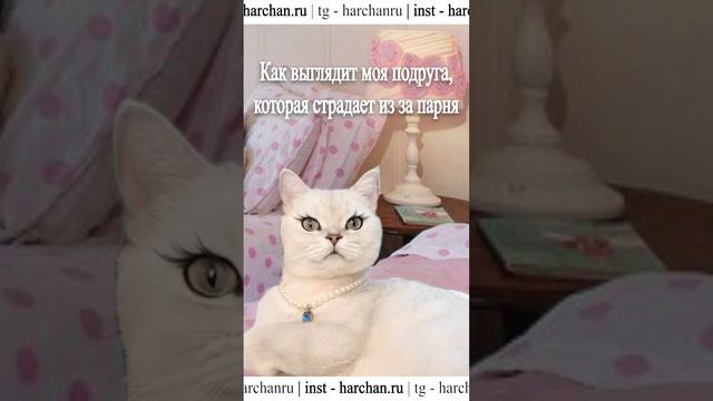 Жизнь несправедлива!?

#harchan